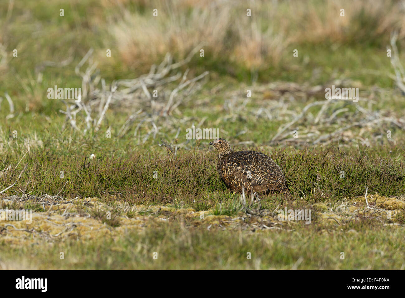 Red grouse Lagopus lagopus, adult female, on moorland, near Rosedale ...