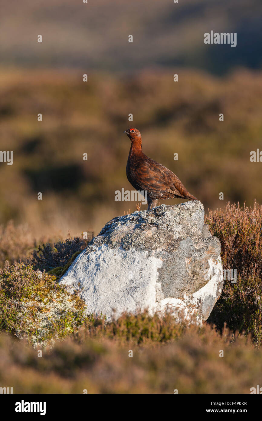 Red grouse Lagopus lagopus, adult male, perched on rock in heather ...