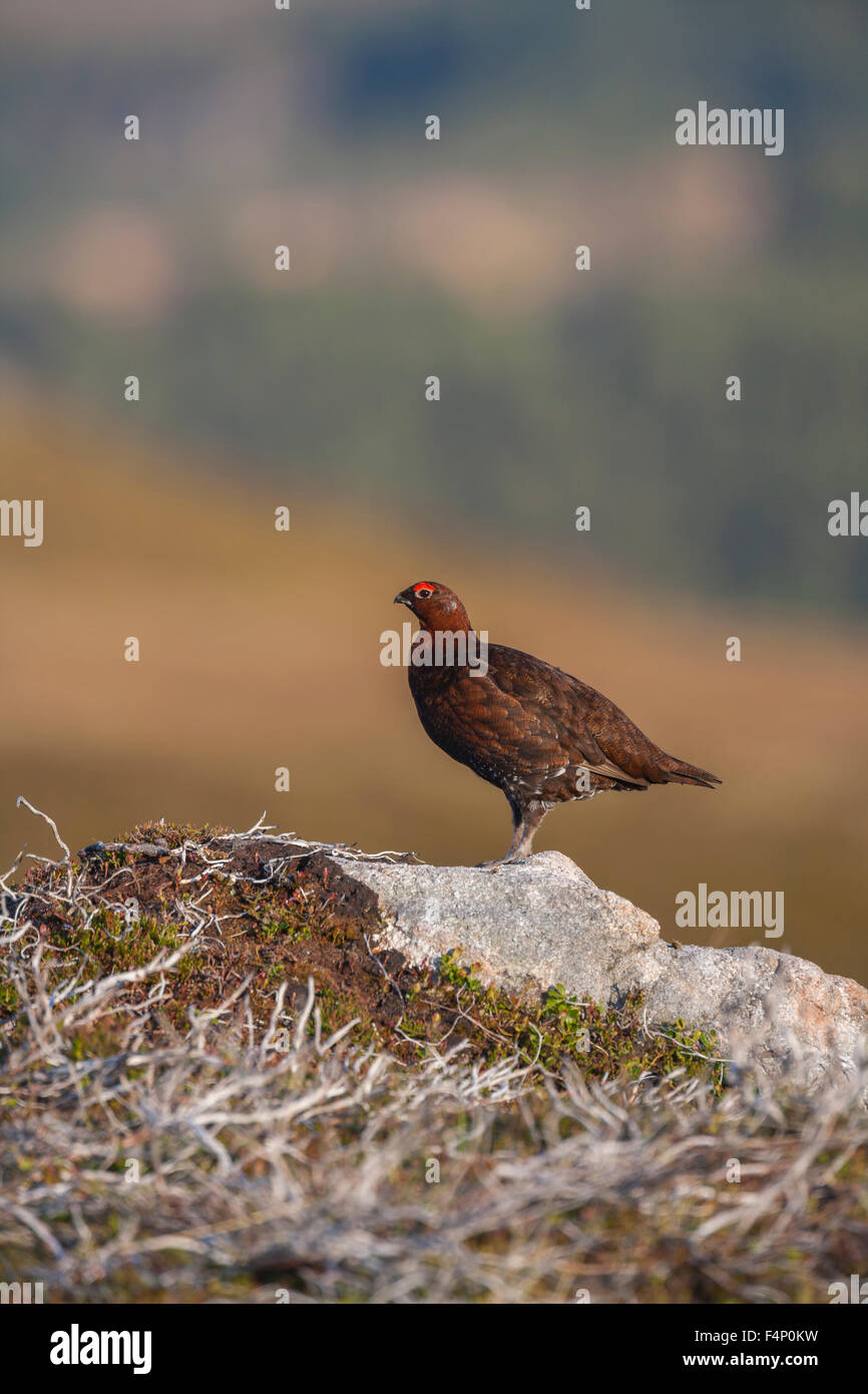 Male red grouse in breeding hi-res stock photography and images - Alamy