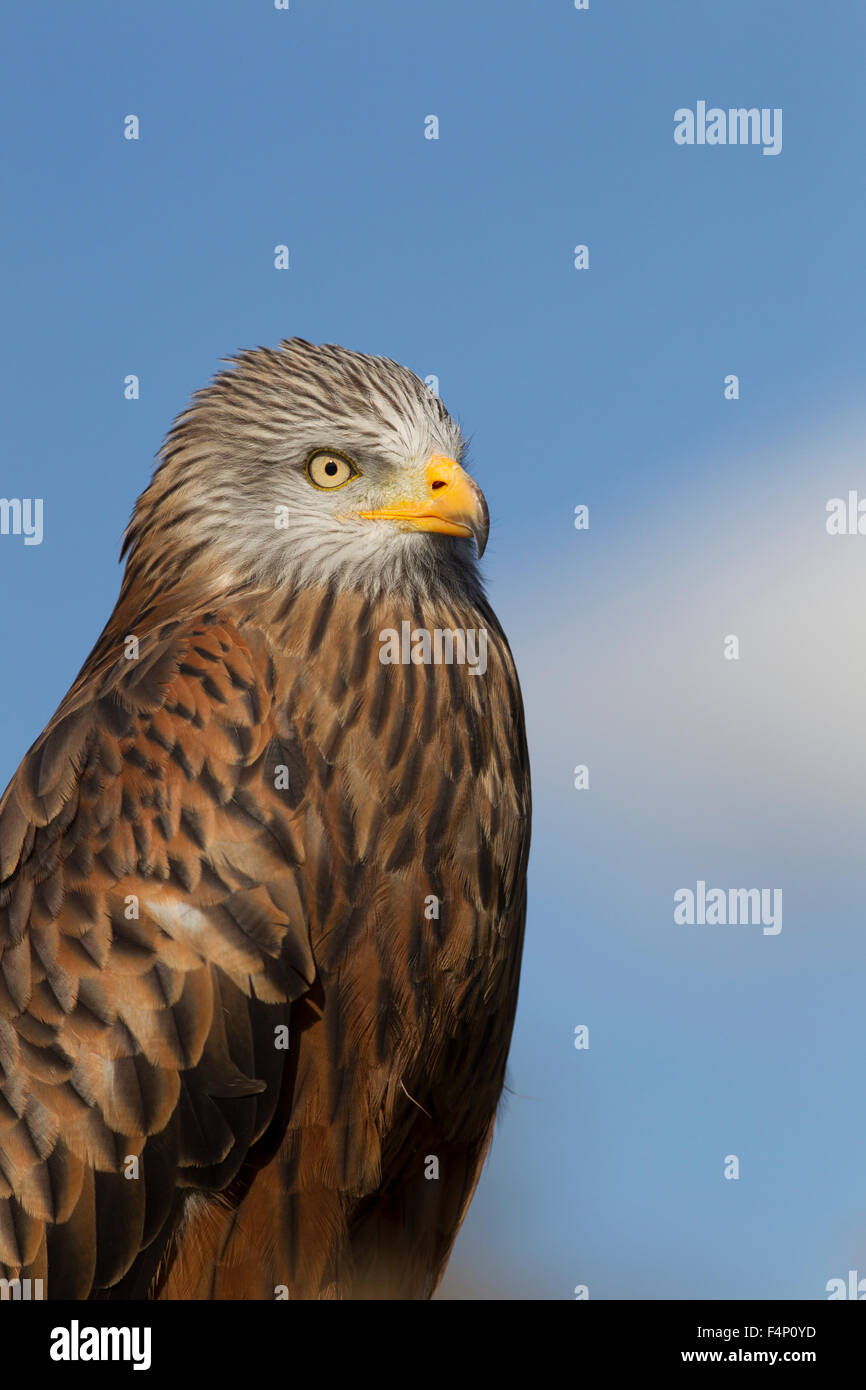 Red kite Milvus milvus (captive), adult female, posing against blue sky ...
