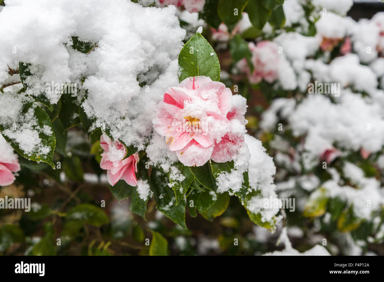 Botanical garden camellias hi-res stock photography and images - Alamy