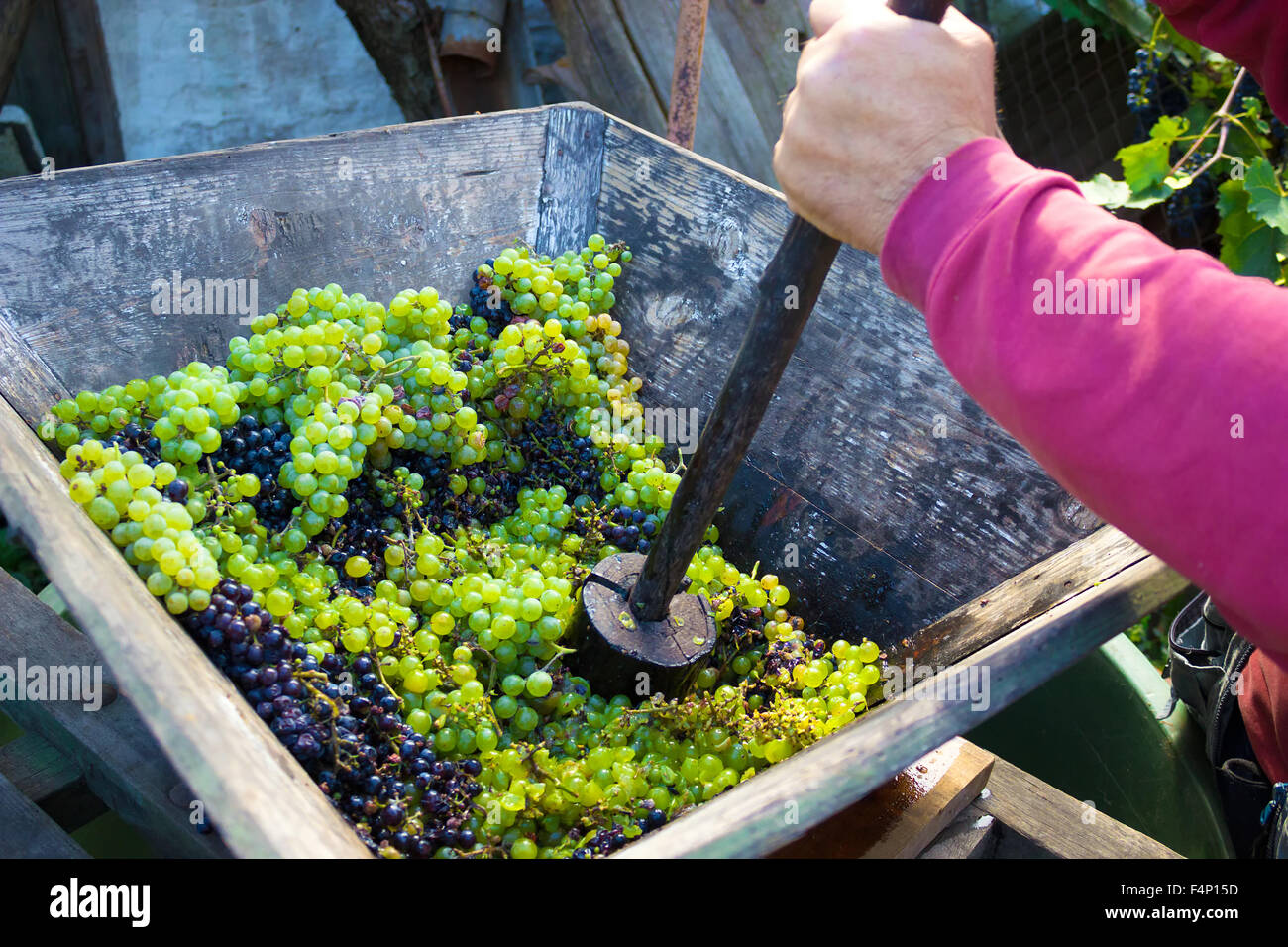 Pressing grapes in the traditional way Stock Photo - Alamy