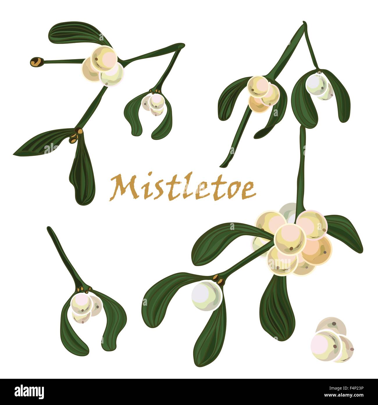 Set of Christmas mistletoe branches Stock Vector Image & Art - Alamy
