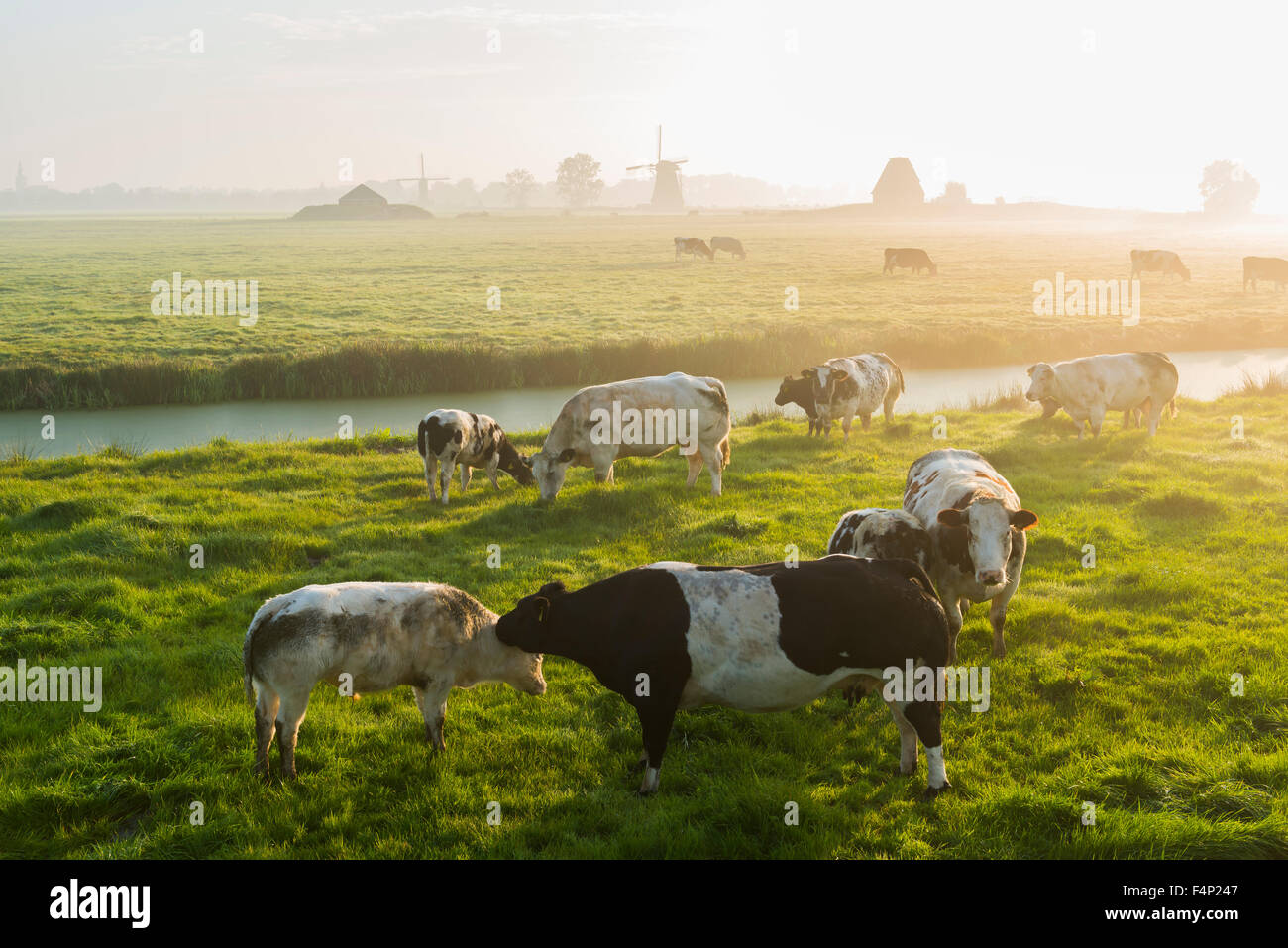 Cows at down in Streefkerk in Holland and morning light Stock Photo - Alamy