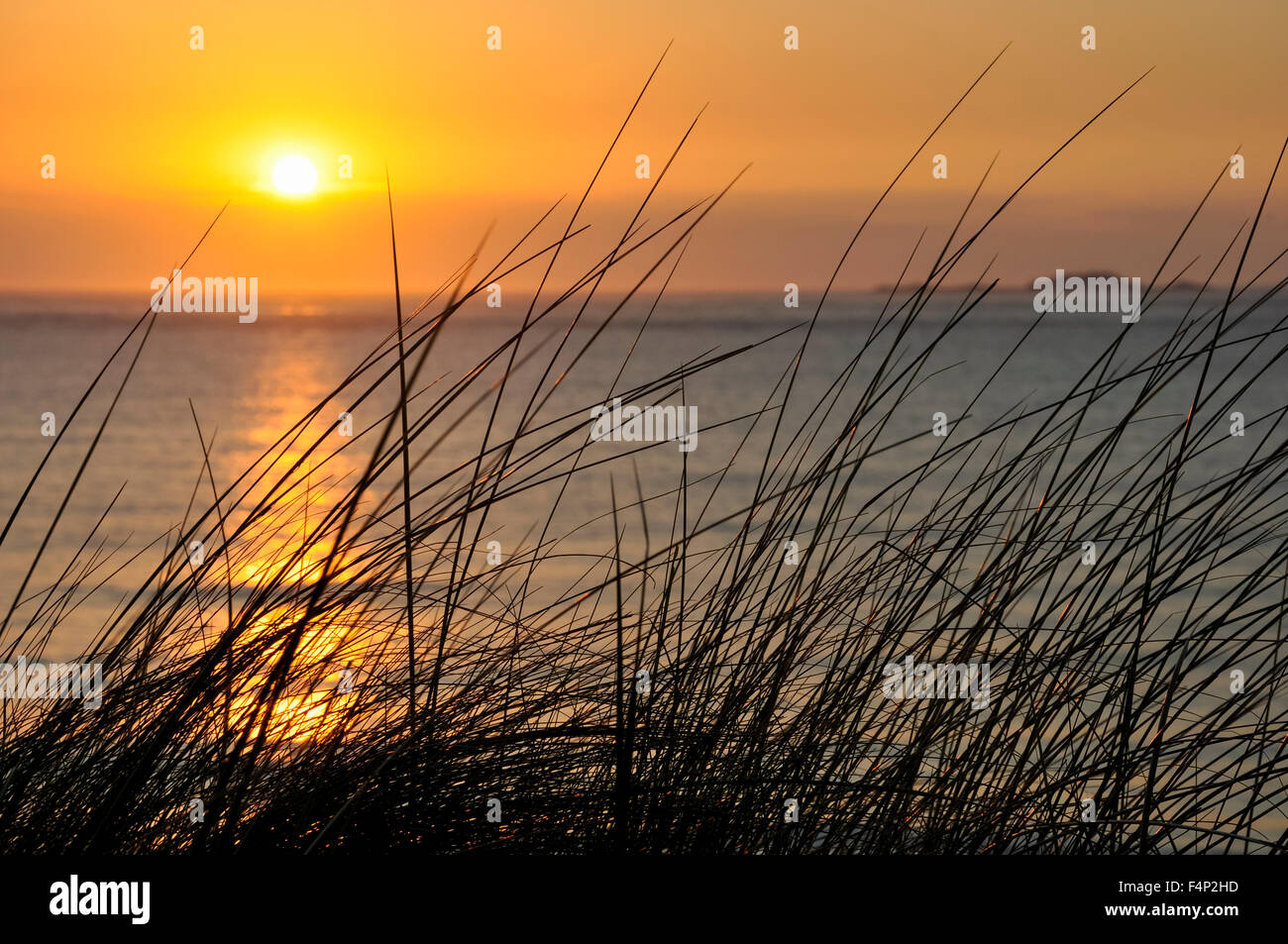 Golden sunset seen through the fine lines of dune grasses at Whitesands ...