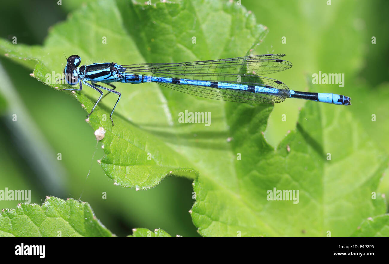 Azure Blue Damselfly, male, (Coenagrion puella), Cornwall, England, UK ...