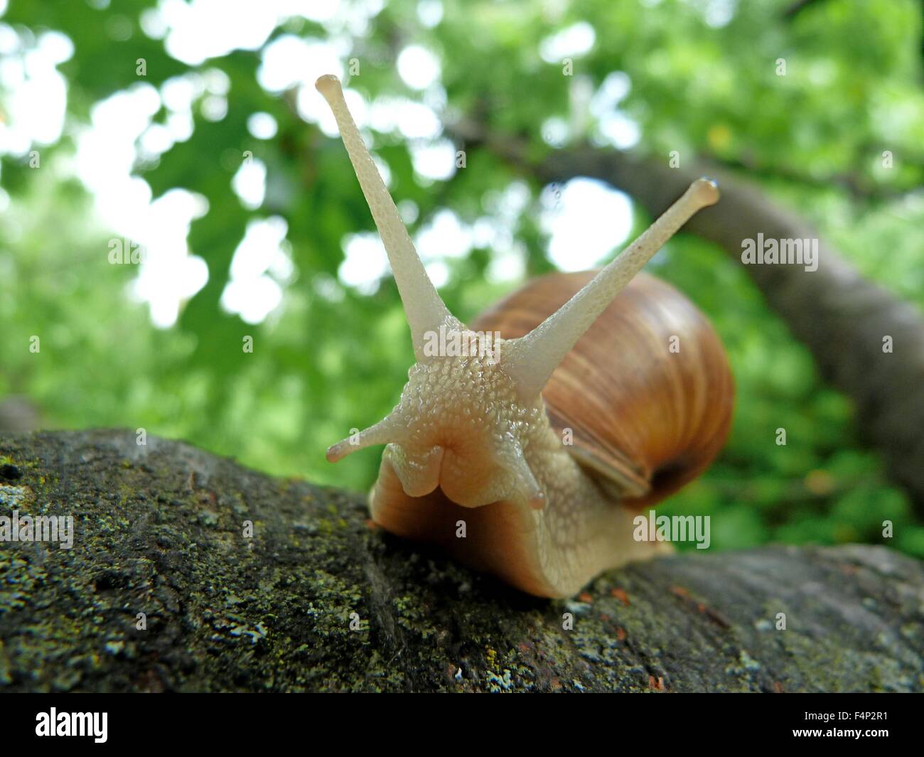 Radula Snail High Resolution Stock Photography and Images - Alamy