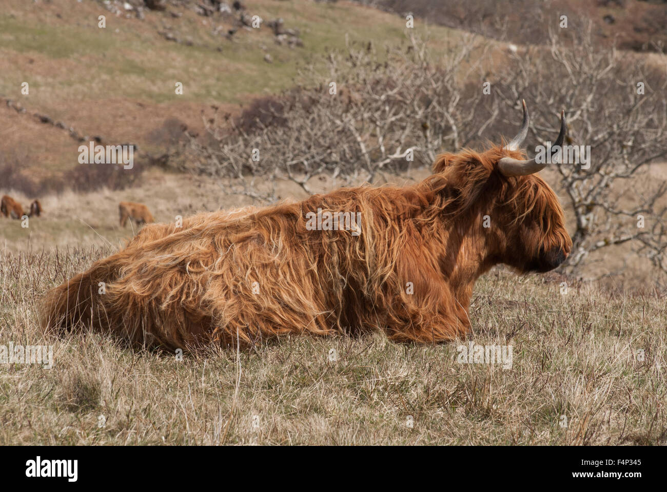 Red coloured cattle hi-res stock photography and images - Alamy