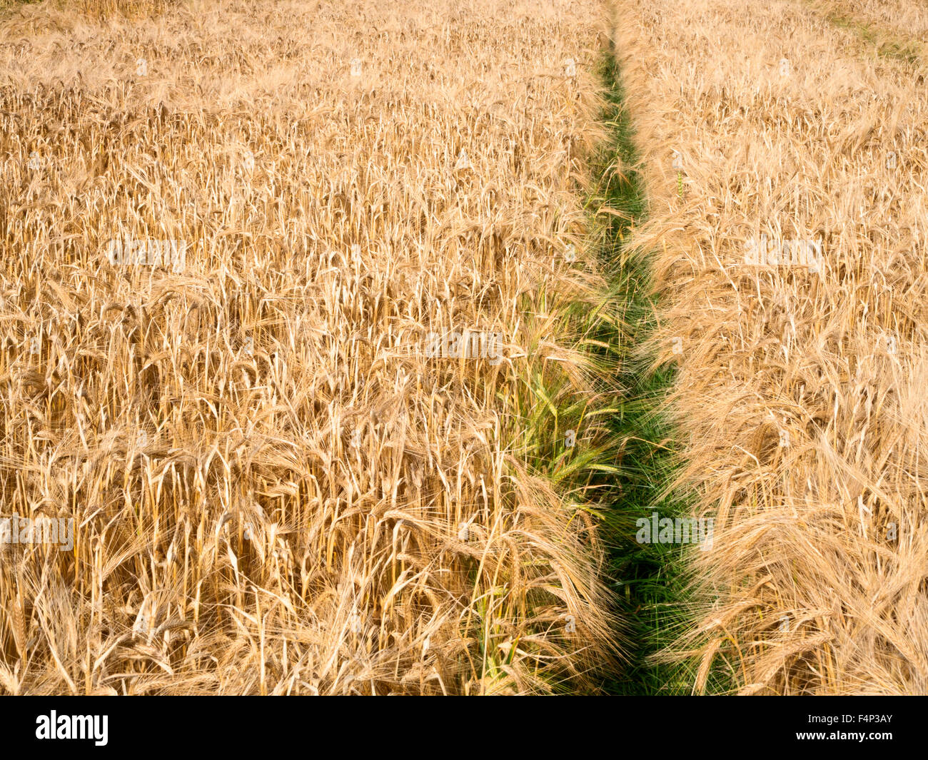 Barley crop hi-res stock photography and images - Alamy