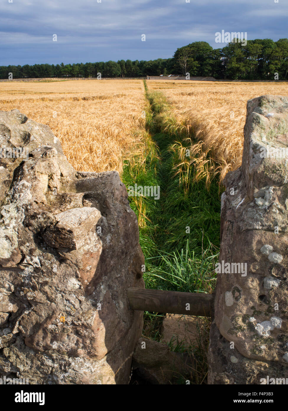 Barley british isles hi-res stock photography and images - Alamy