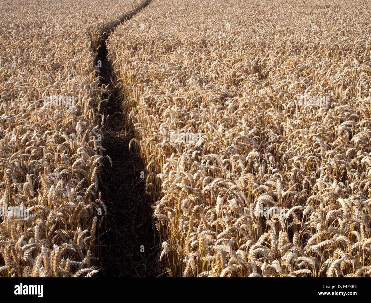 Path across a Wheat Field near Beadnell Northumberland England Stock ...