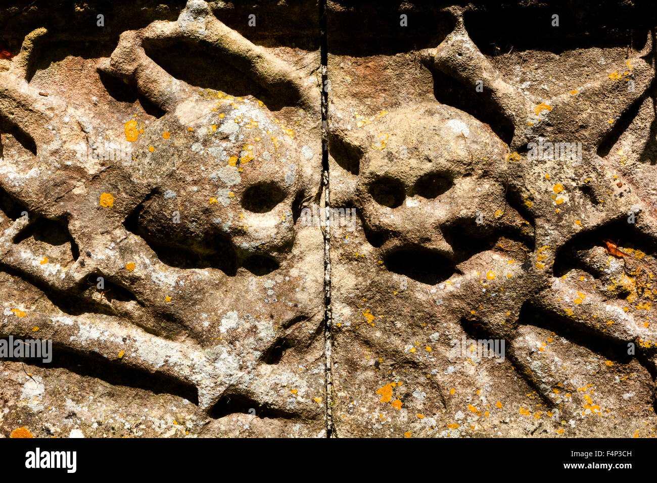 Bones cross section hi-res stock photography and images - Alamy
