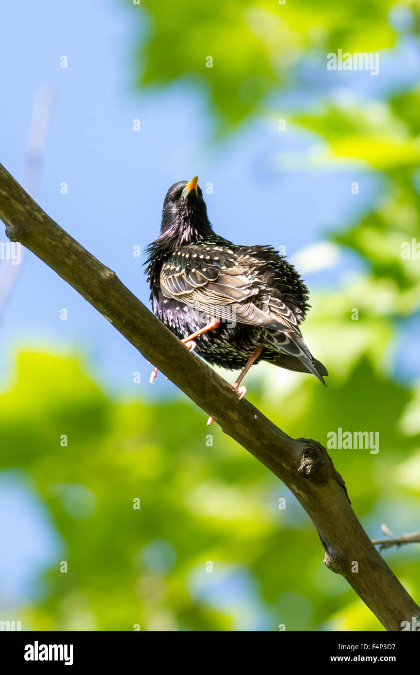 European starling on the branch Stock Photo - Alamy