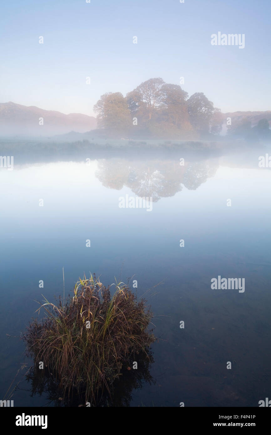 A copse of deciduous trees near Elterwater in a foggy Langdale Valley ...