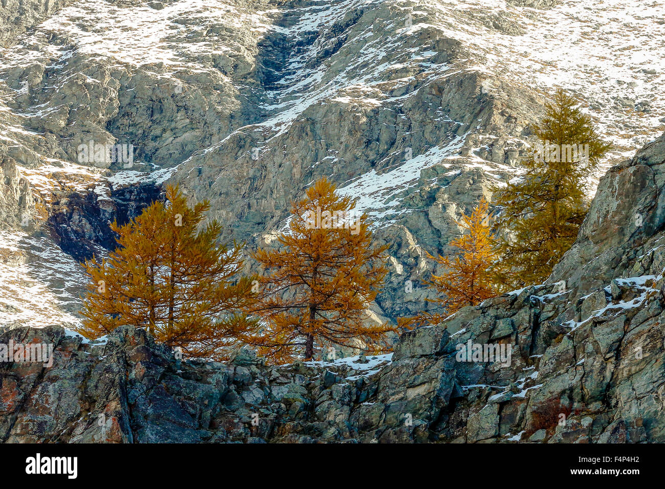 Italy Valle D'Aosta Gran Paradiso National park Val Savarance larch in ...