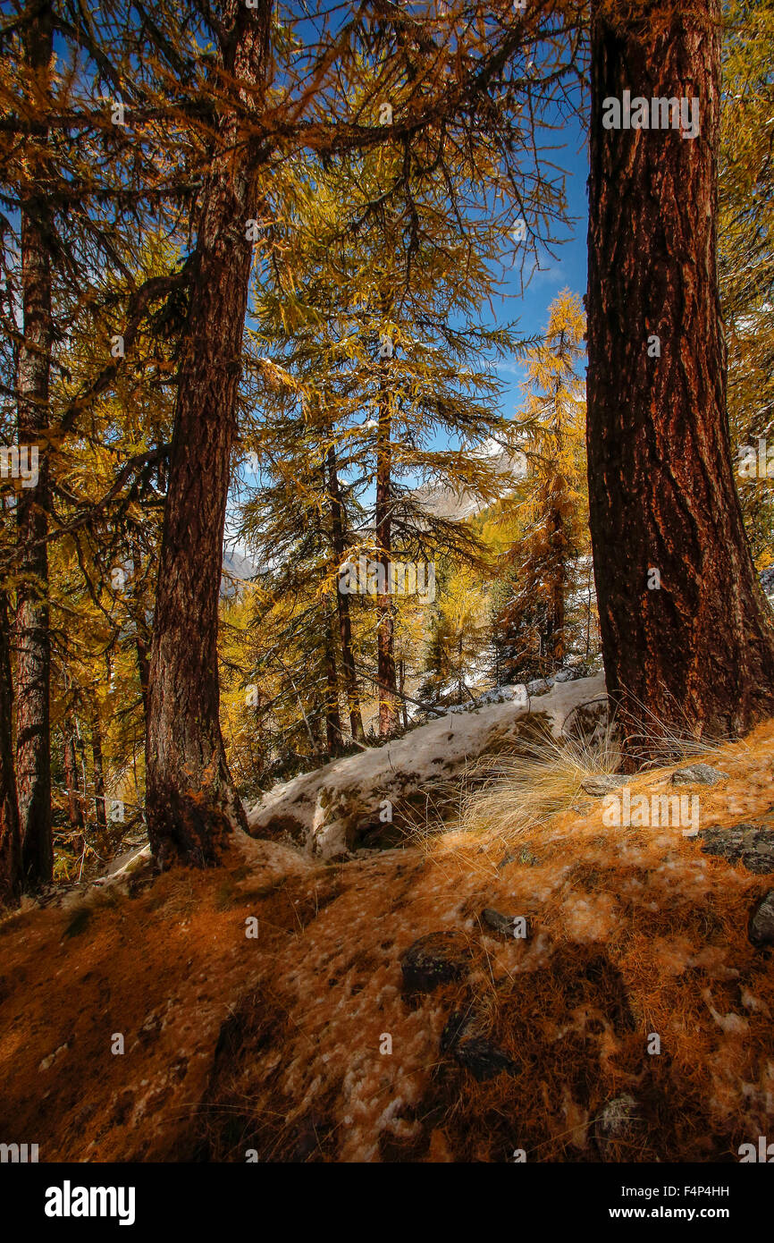 Italy Valle D'Aosta Gran Paradiso National park Val Savarance larch in ...