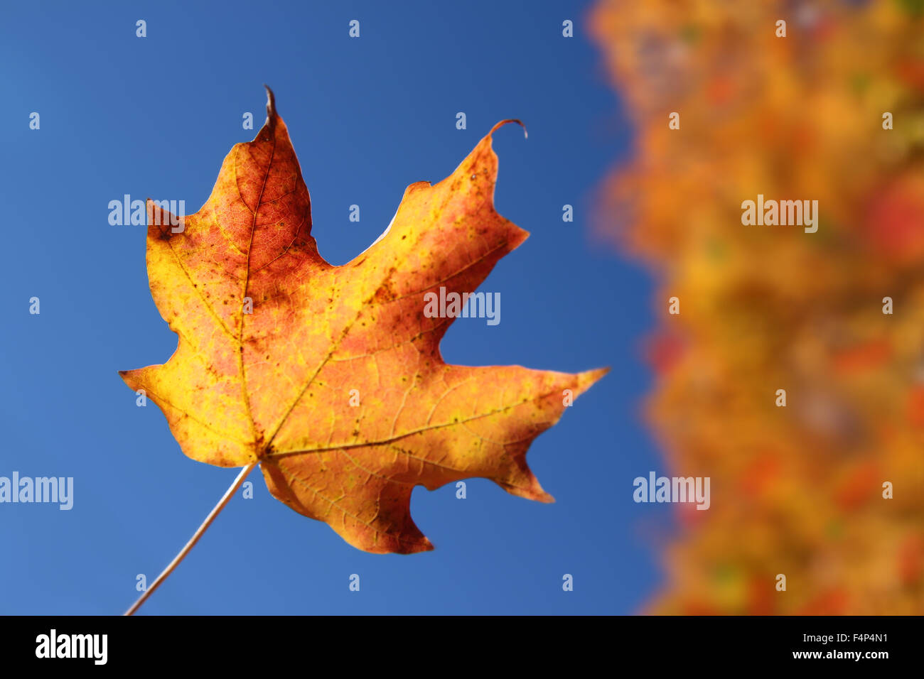 Closeup of orange maple leaf with blue sky background and colorful Fall ...