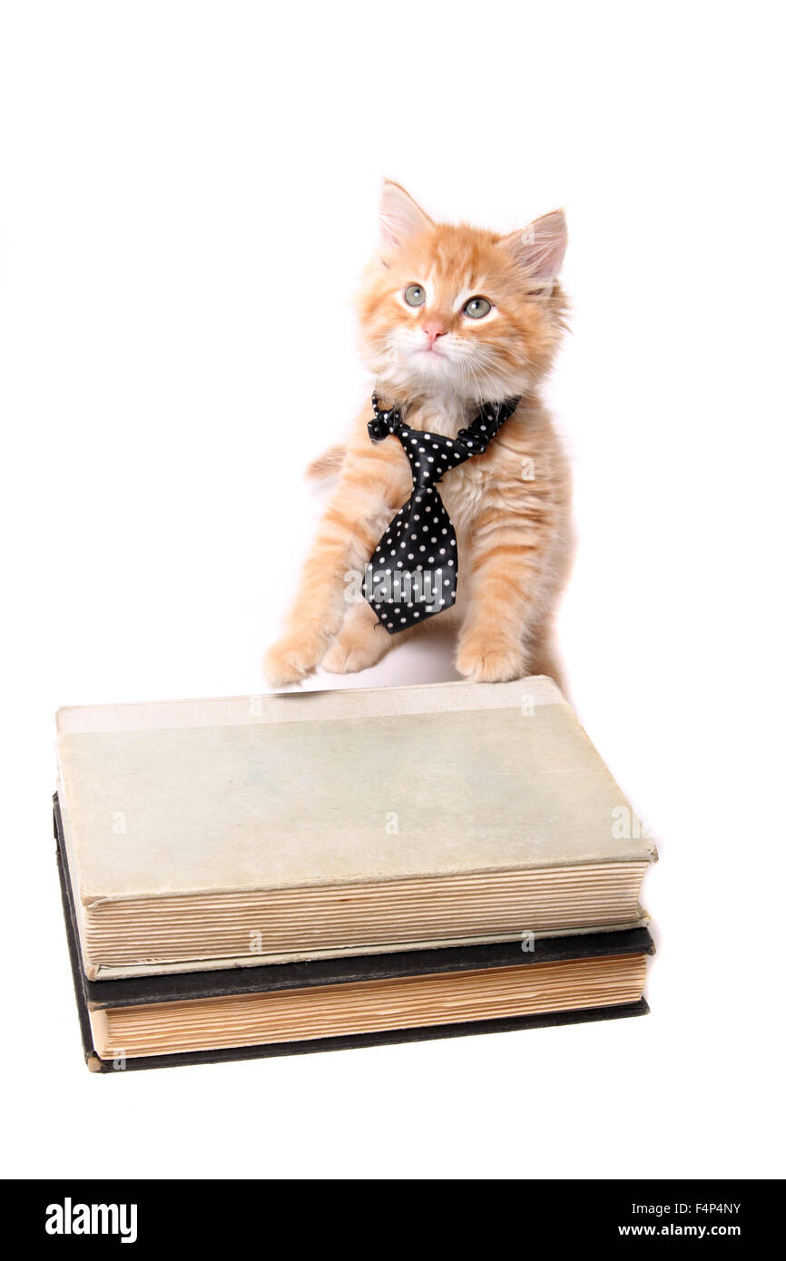 Vet study Cut Out Stock Images & Pictures - Alamy