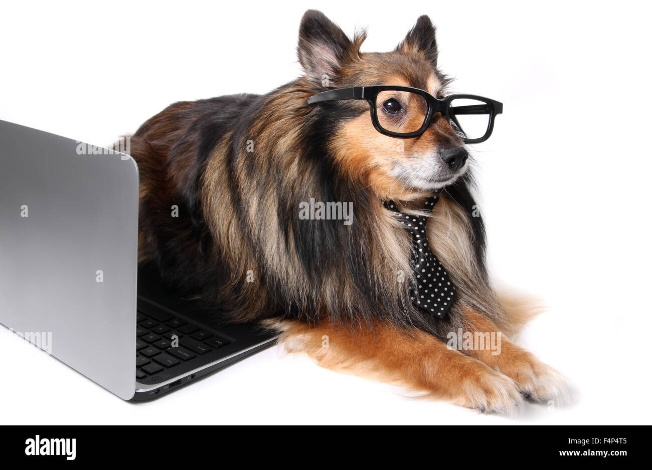 Shetland sheepdog working hi-res stock photography and images - Alamy