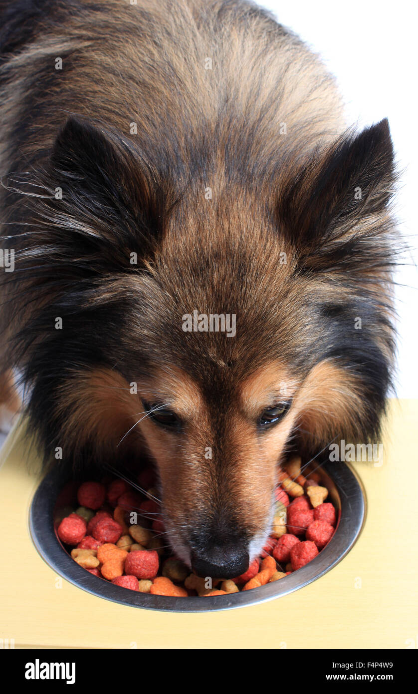 Cute sheltie hi-res stock photography and images - Alamy