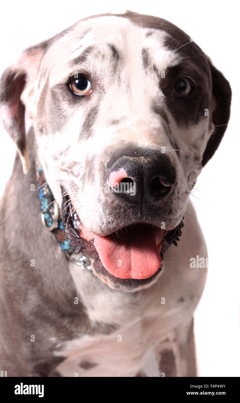 Happy Great Dane smiling with spotted coat on a white background Stock ...