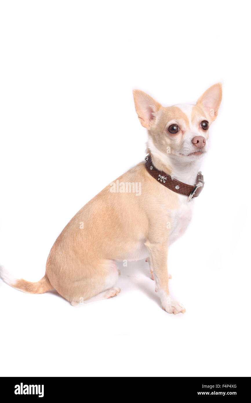 Cute little beige chihuahua dog on a white background Stock Photo - Alamy
