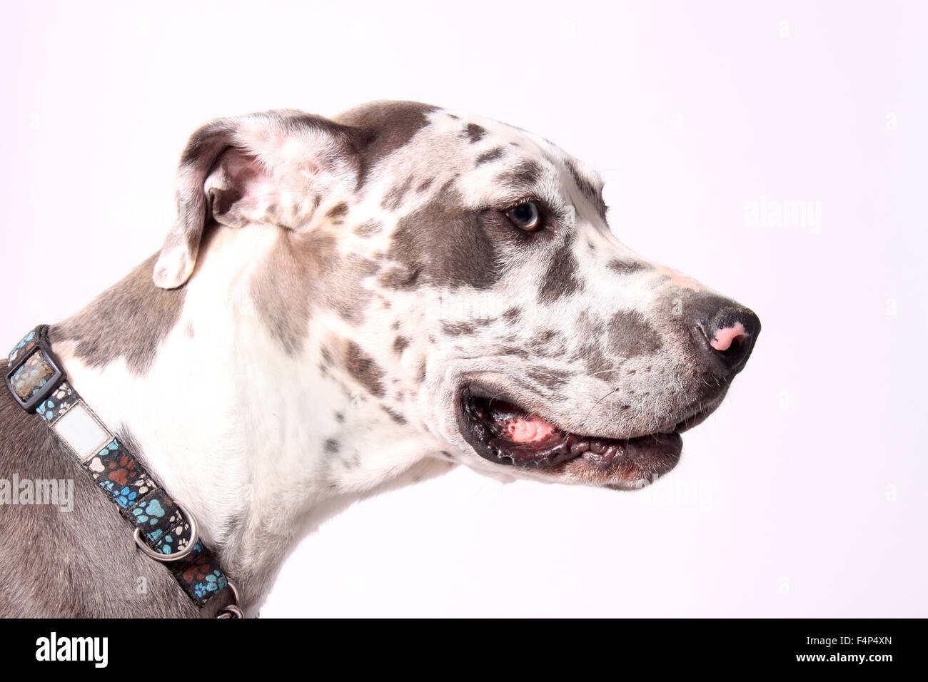 Great Dane profile with merle coat on a white background Stock Photo ...