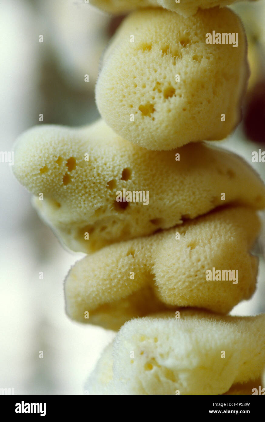 Washroom sponge hi-res stock photography and images - Alamy