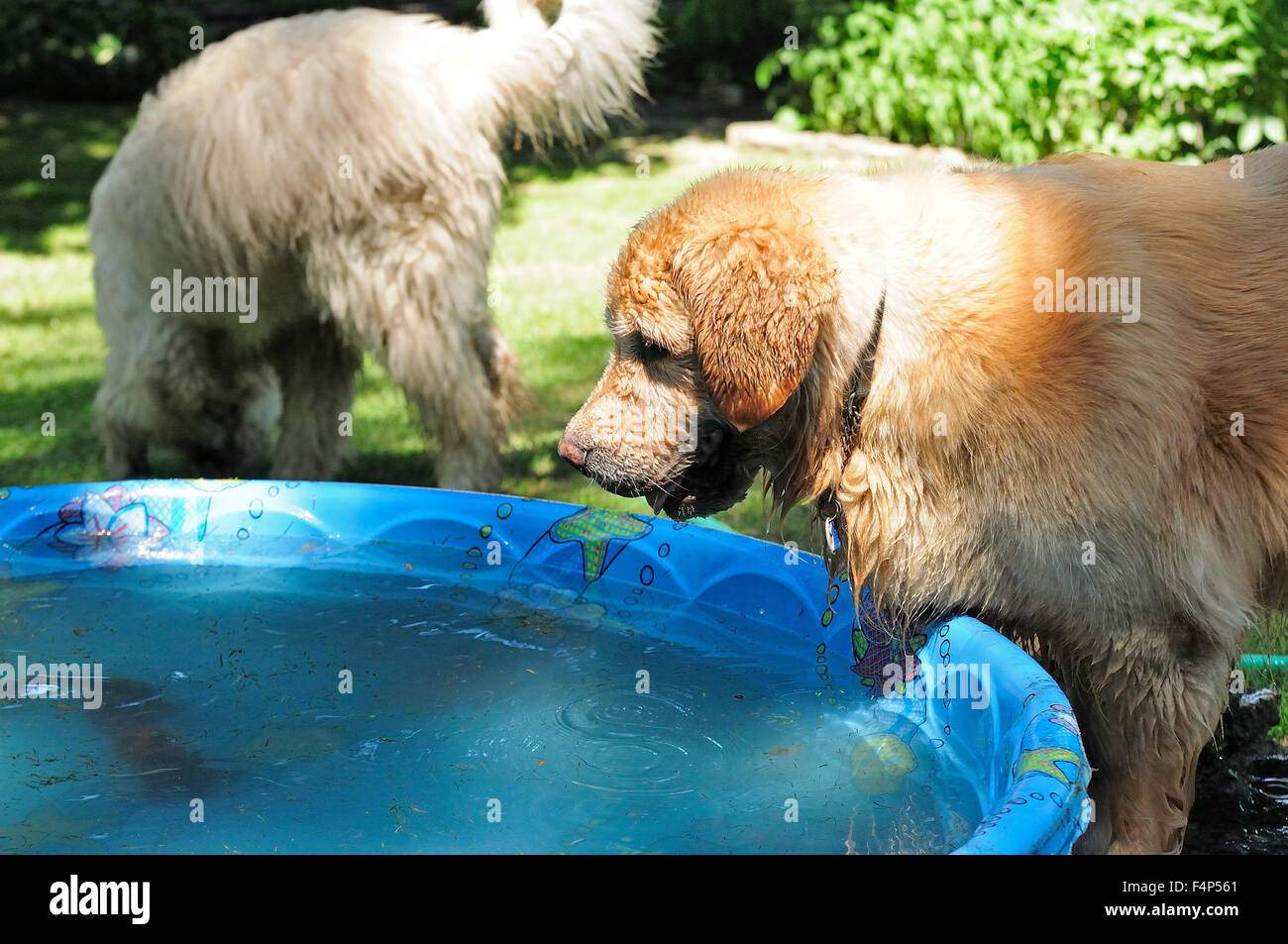 Dog / Dogs playing in backyard swimming pool Stock Photo - Alamy