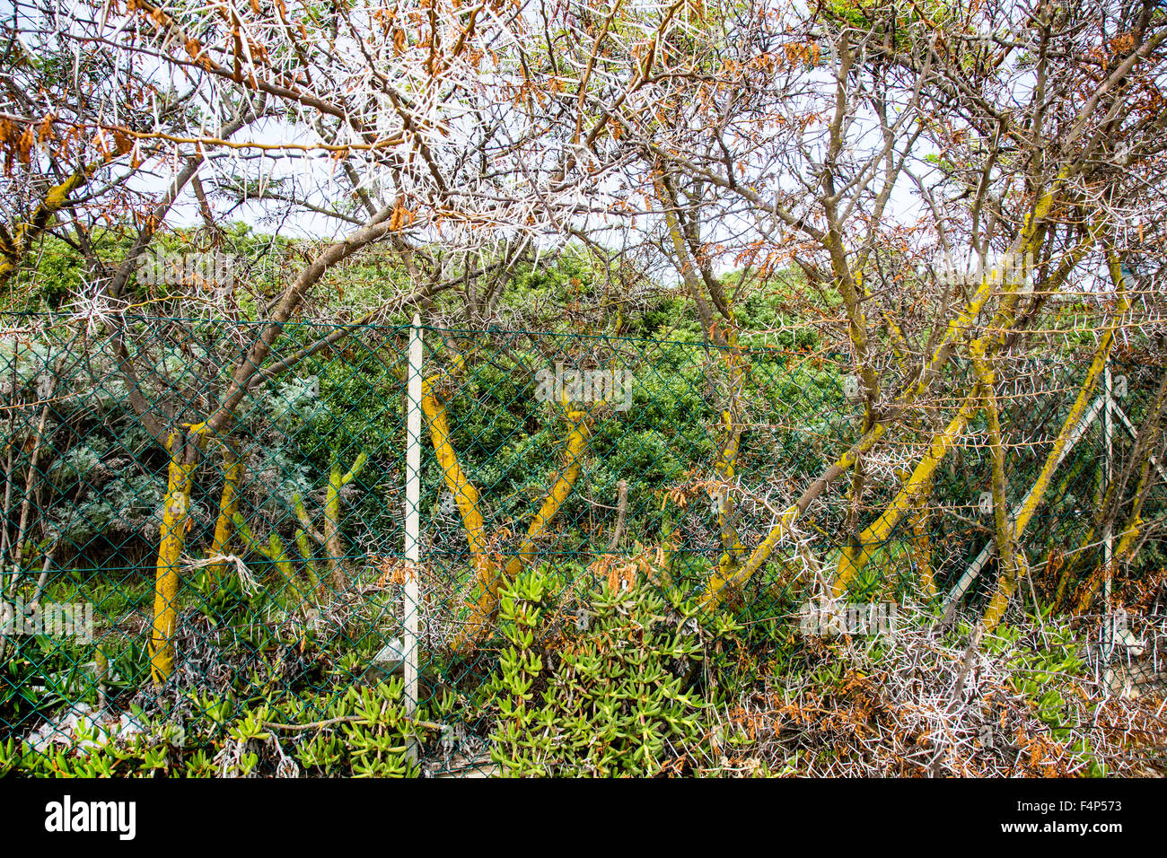 Thorn bushes hi-res stock photography and images - Alamy