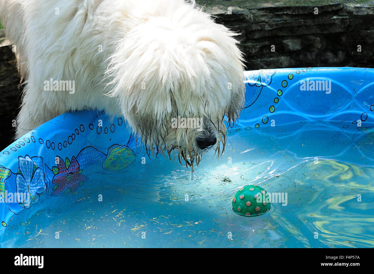 Dog / Dogs playing in backyard swimming pool Stock Photo - Alamy