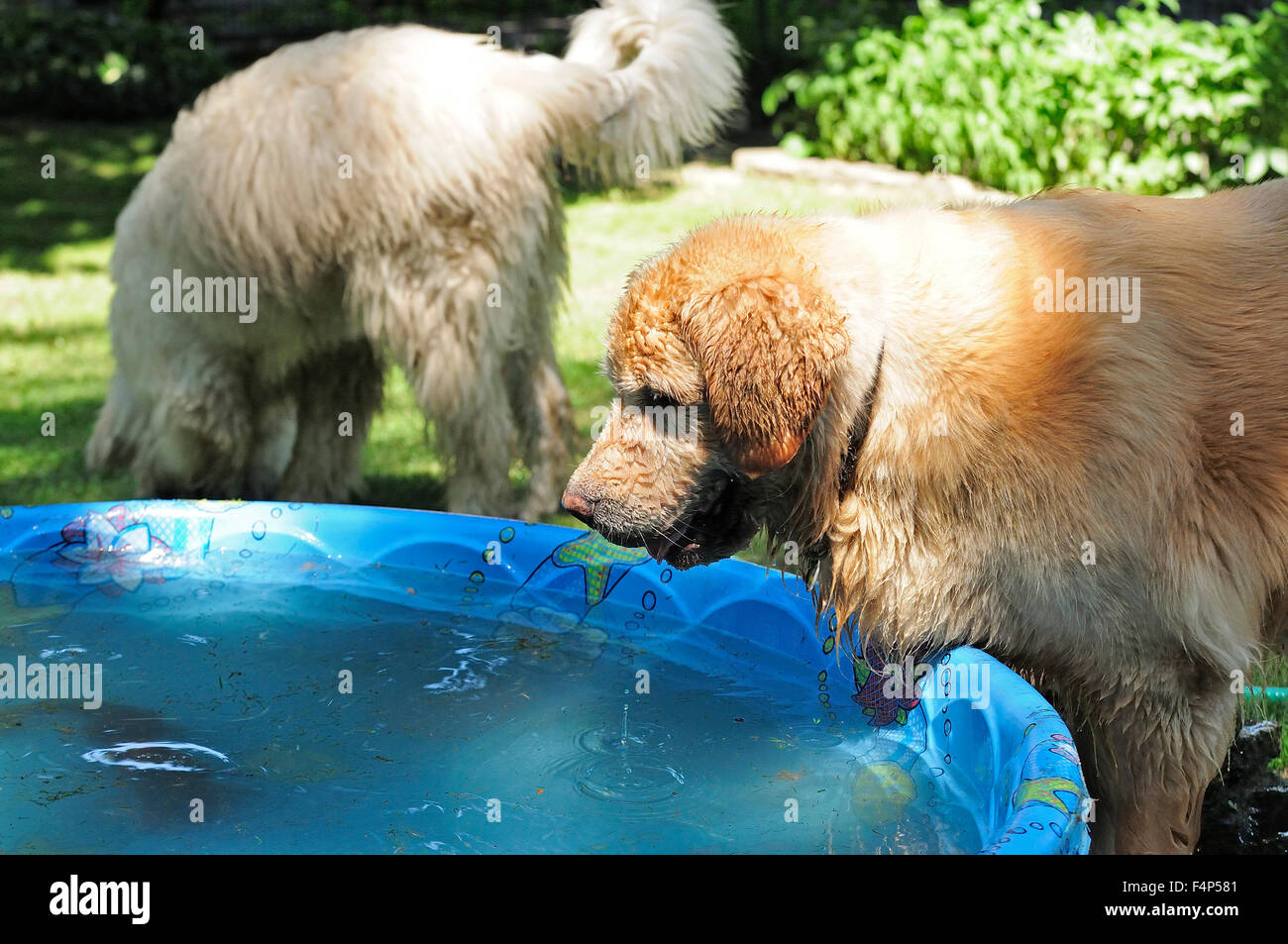 Dog / Dogs playing in backyard swimming pool Stock Photo - Alamy