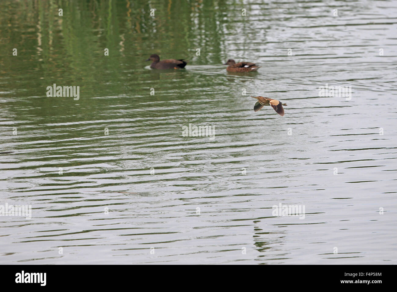 Little bittern flight hi-res stock photography and images - Alamy