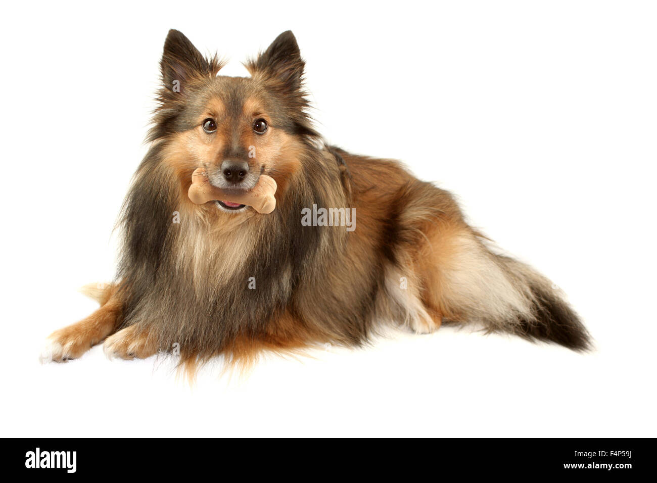 Beautiful furry purebred Shetland Sheepdog also known as a Sheltie on a ...