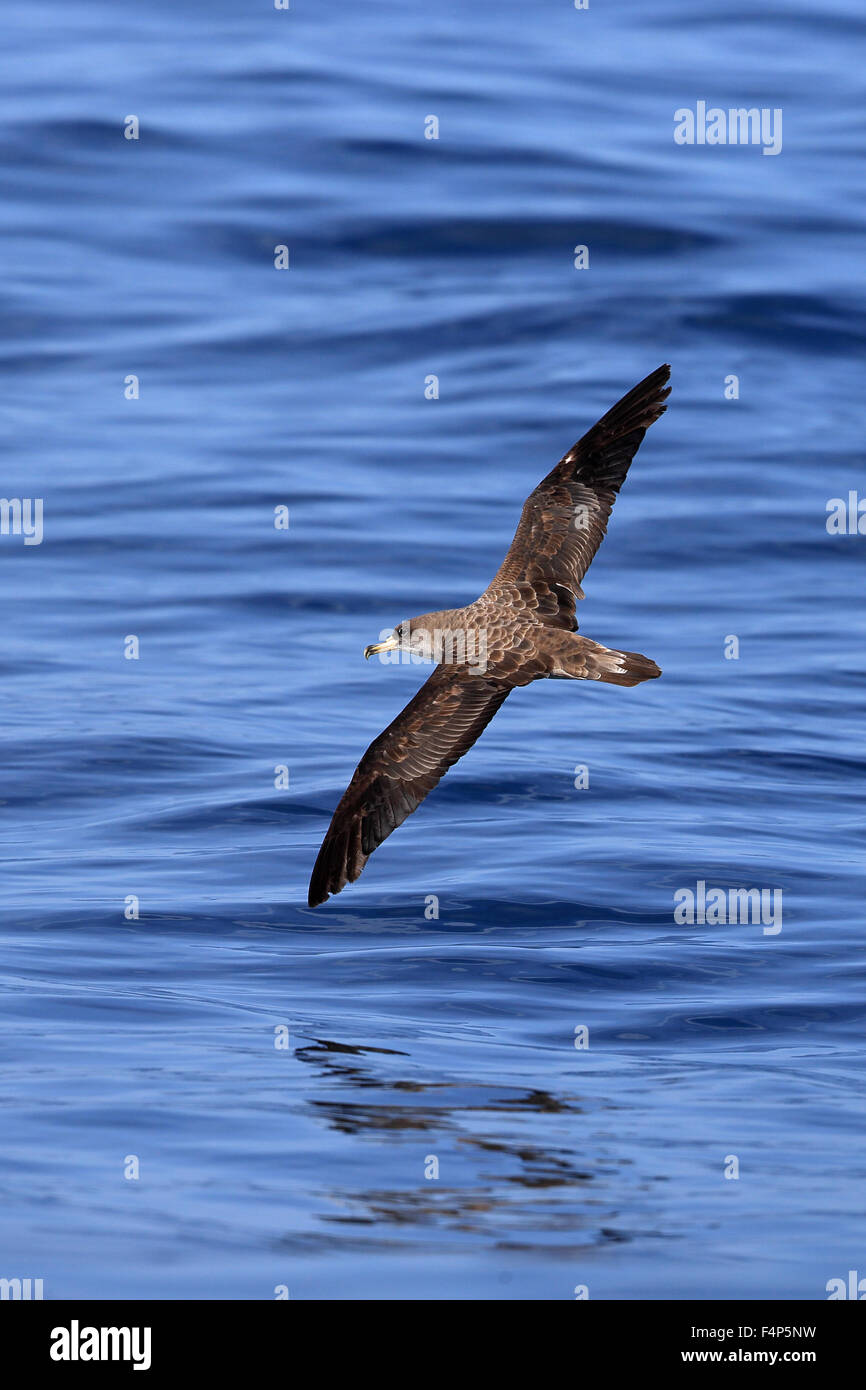 Cory's Shearwater (Calonectris borealis Stock Photo - Alamy