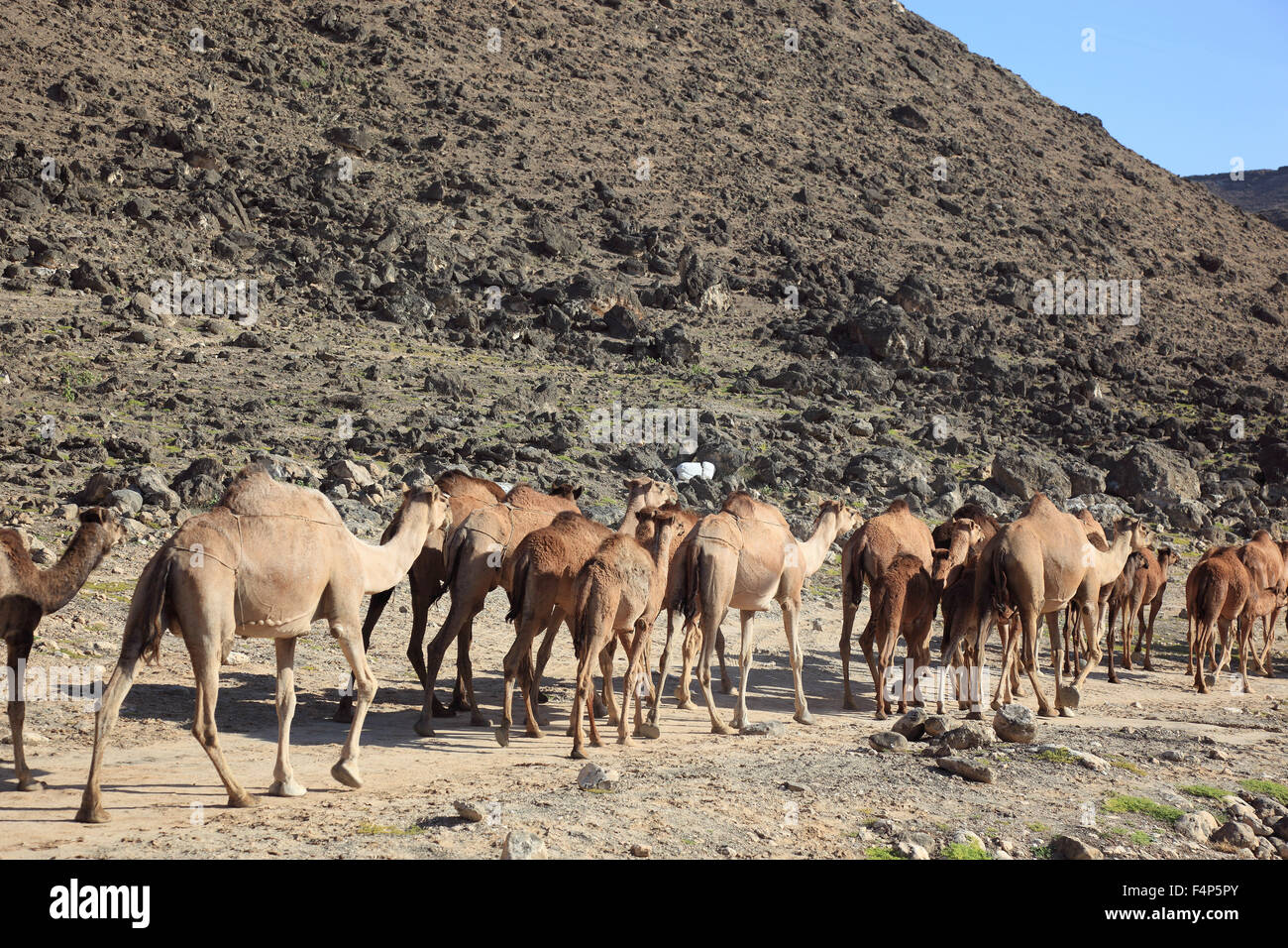Camel cookers in the Dhofar region, Jabal Al Qamar, southern Oman Stock ...