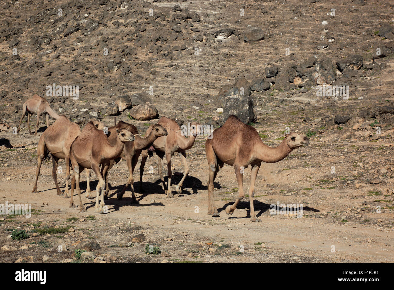 Camel cookers in the Dhofar region, Jabal Al Qamar, southern Oman Stock ...