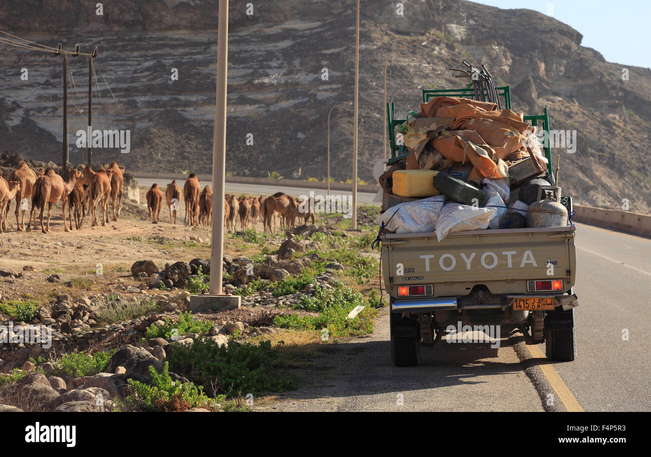 Camel cookers in the Dhofar region, Jabal Al Qamar, southern Oman Stock ...