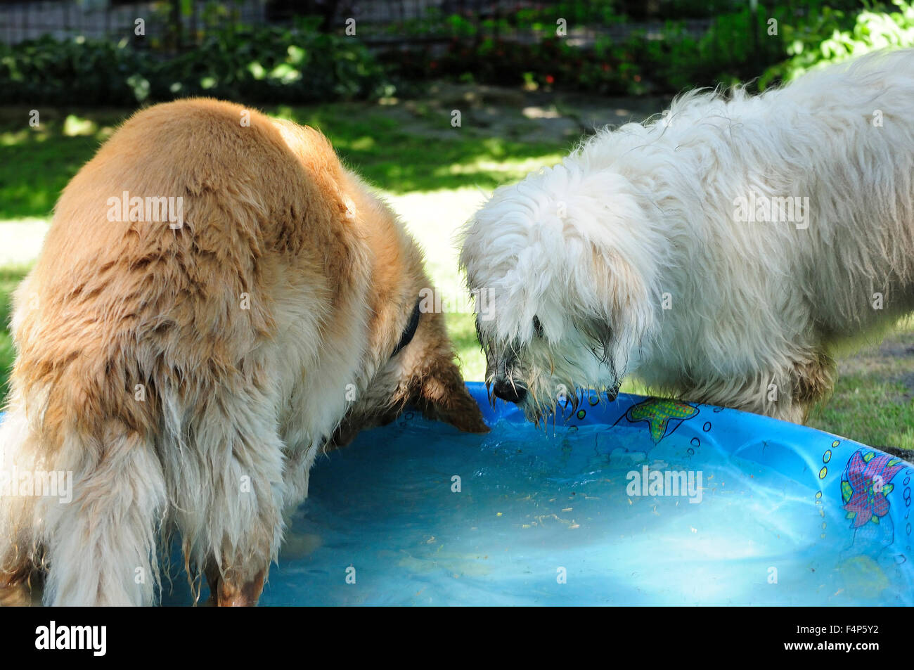 Dog / Dogs playing in backyard swimming pool Stock Photo - Alamy