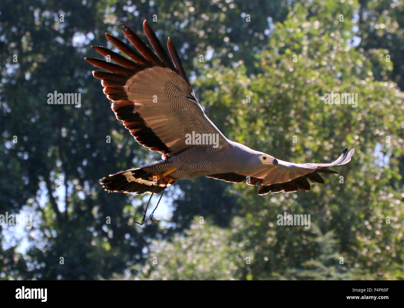 African harrier hawk (Polyboroides typus) in flight - captive bird ...