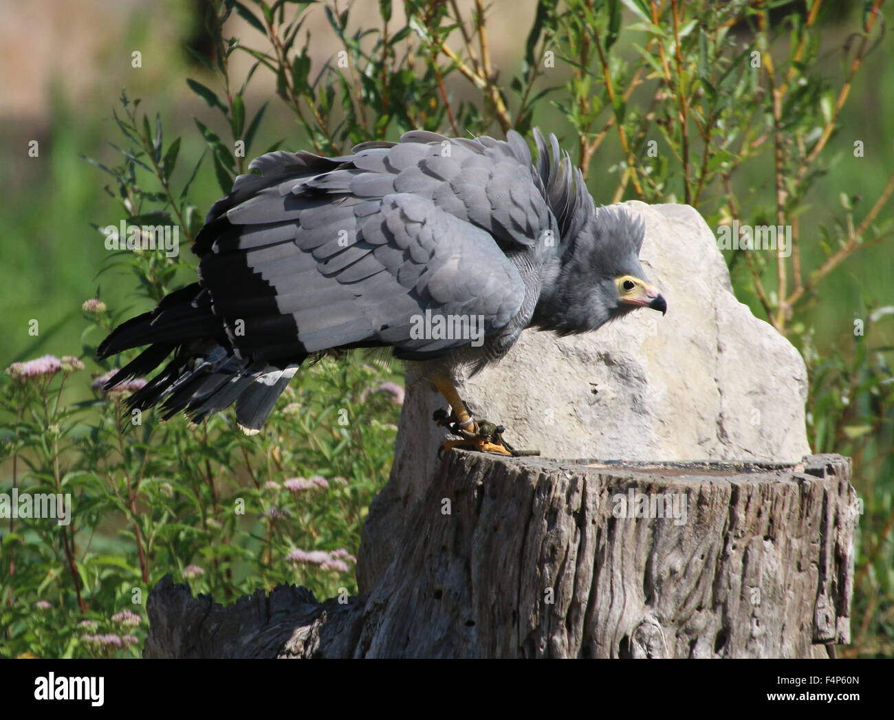 African harrier hawk gymnogene hi-res stock photography and images - Alamy