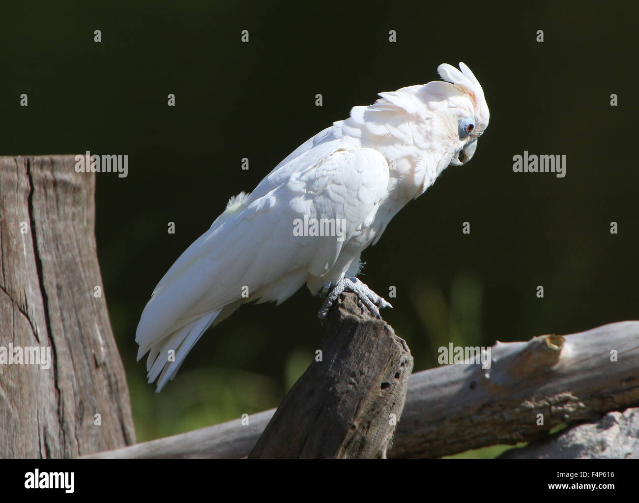Solomons or Ducorps' cockatoo (Cacatua ducorpsii), a.k.a. Ducorp's ...