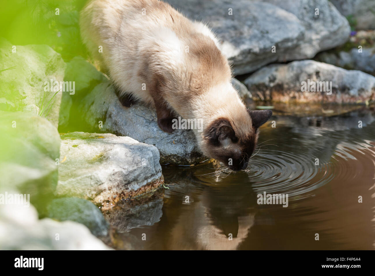 Cat drinking water hi-res stock photography and images - Alamy