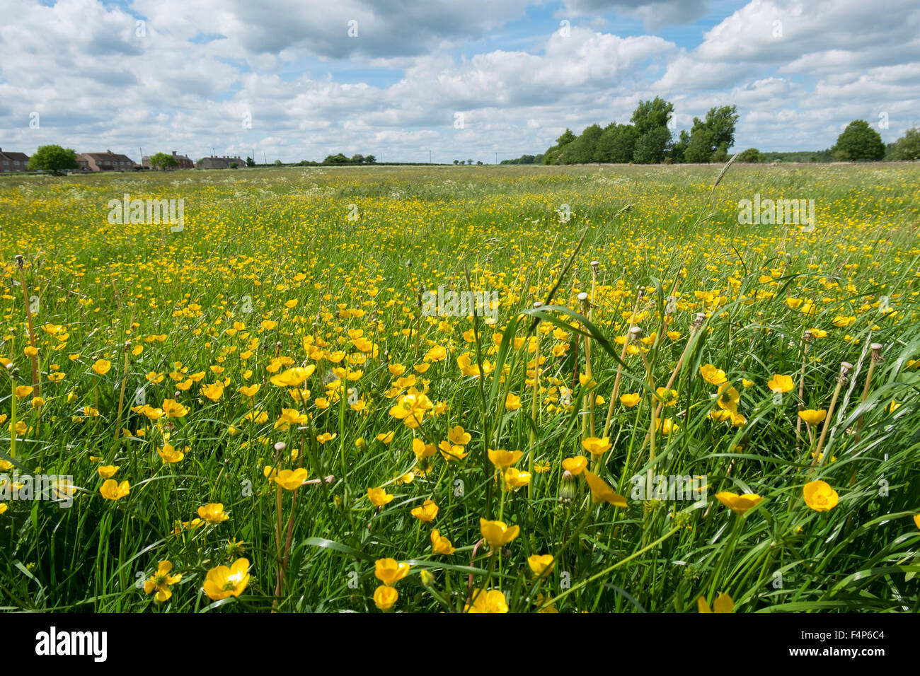 Buttercups in pasture hi-res stock photography and images - Alamy