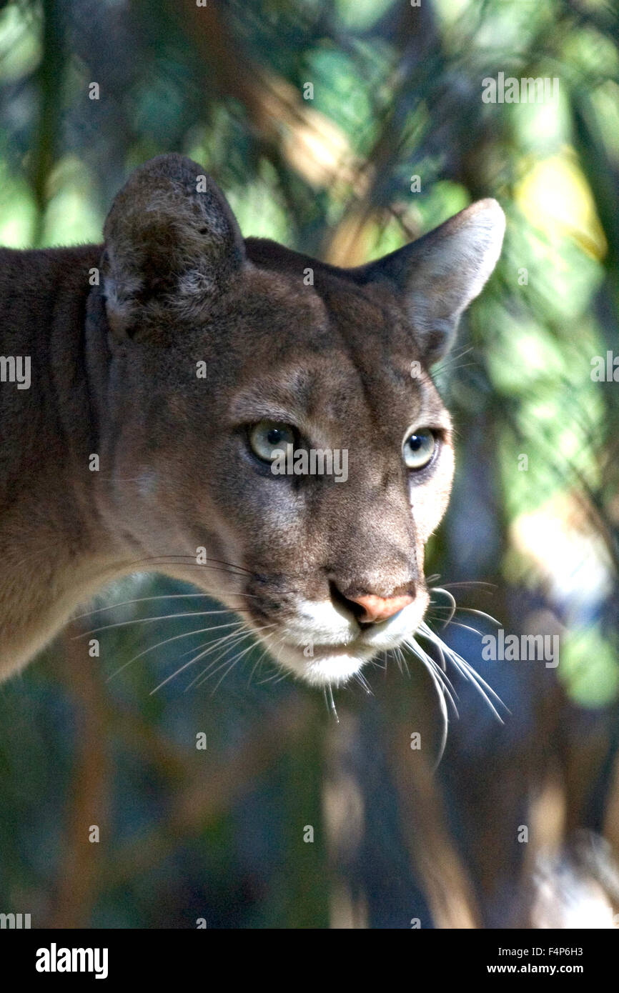 Florida panther national wildlife hi-res stock photography and images ...
