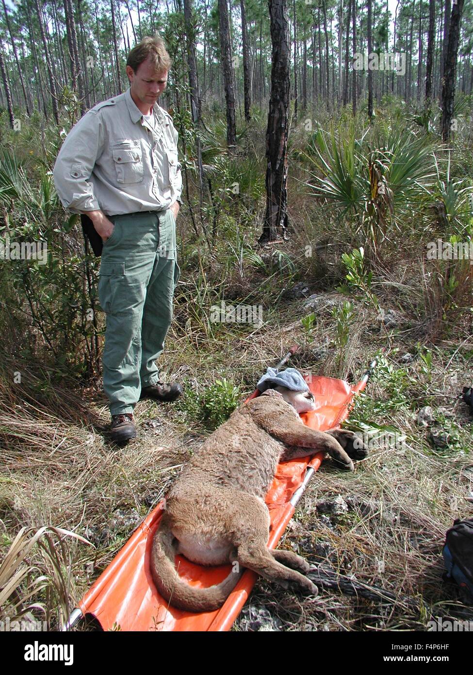 A wildlife biologist examines a captured and sedated Florida panther ...