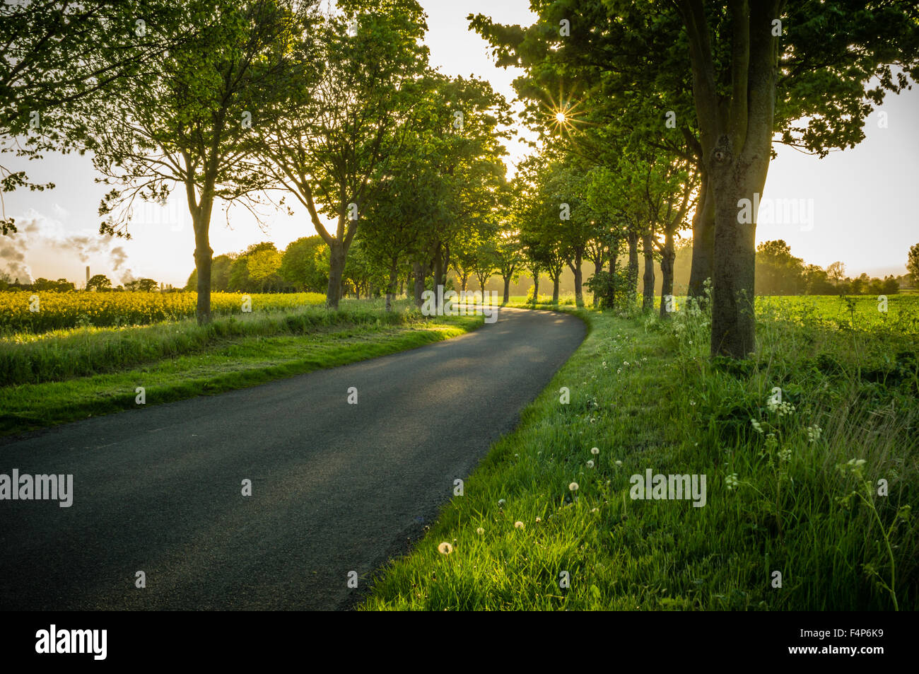 A tree lined road hi-res stock photography and images - Alamy