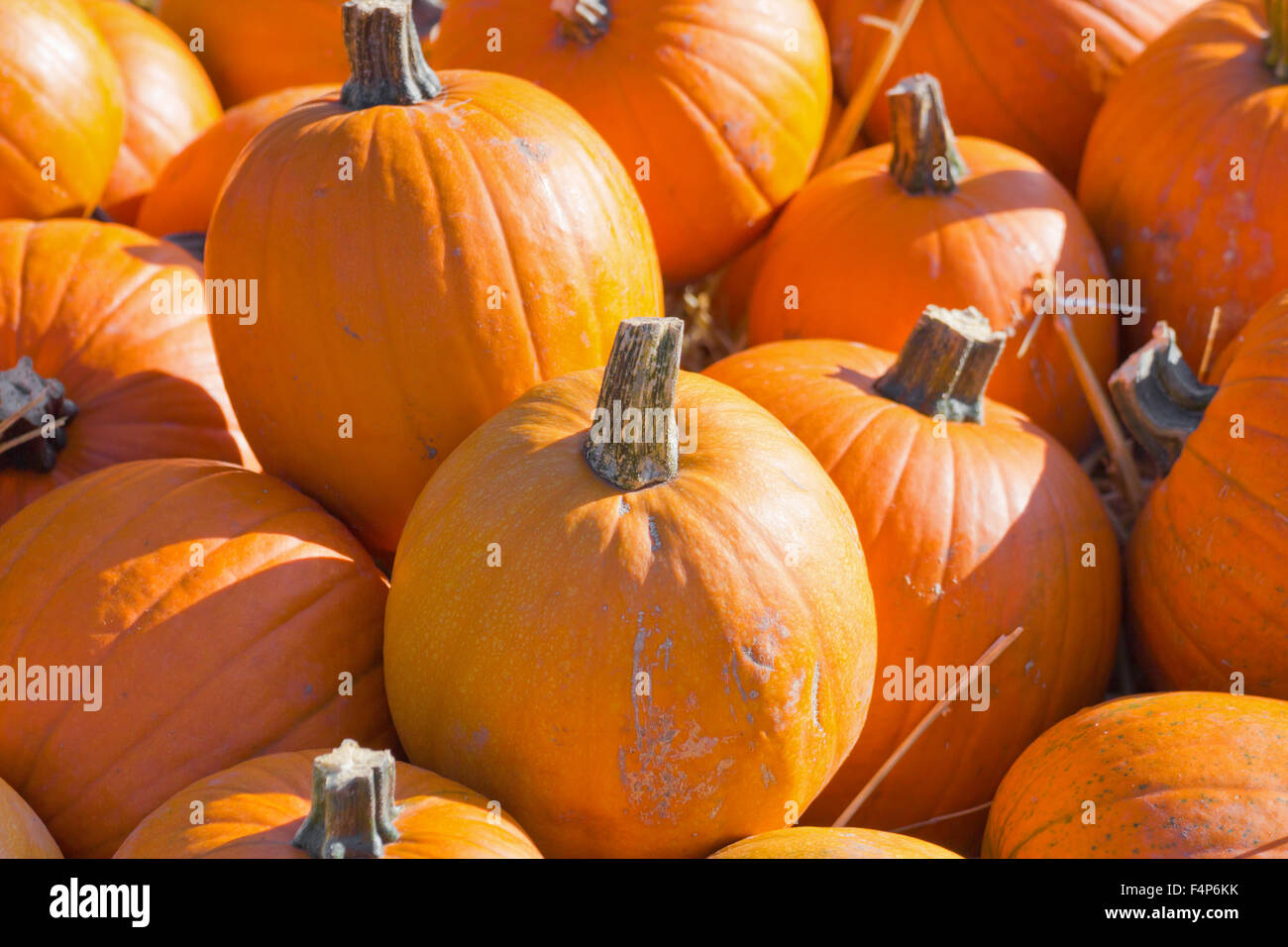 Fall orange pumpkin hi-res stock photography and images - Alamy