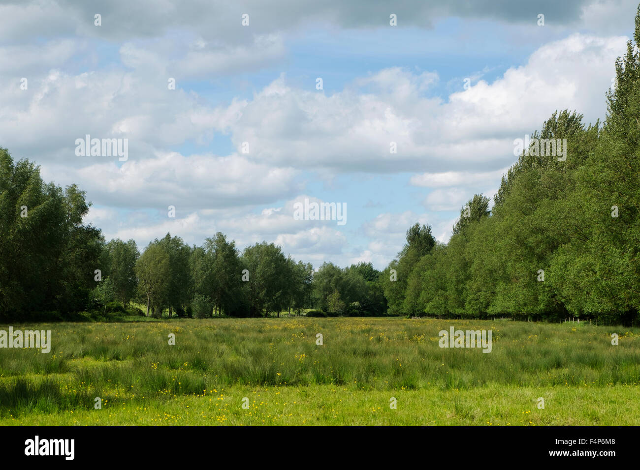 Pasture land grass hi-res stock photography and images - Alamy