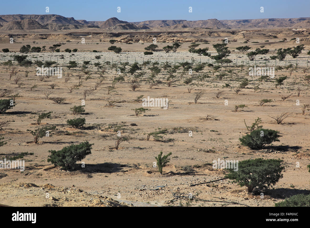 Wadi Dawqah, incense tree cultures, UNESCO world cultural heritage ...